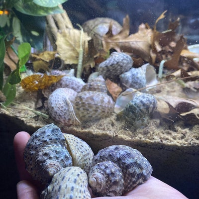 Nessastores Threaded Abalone Sea Shell One Side Polished Beach Craft 4 ...