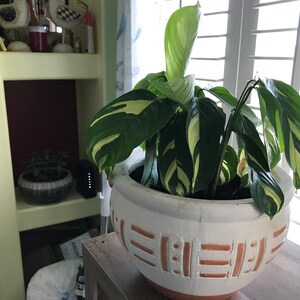 Variegated Tri Color Ginger Tropical Plant Red Green White - Etsy