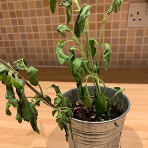 Bel Patta / Bael Patra / Bilva Bel Leaf Aegle Marmelos Plants - Etsy UK