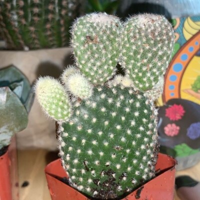 Small Cactus Plant. White Angel Wing Cactus. Also Called White Bunny ...