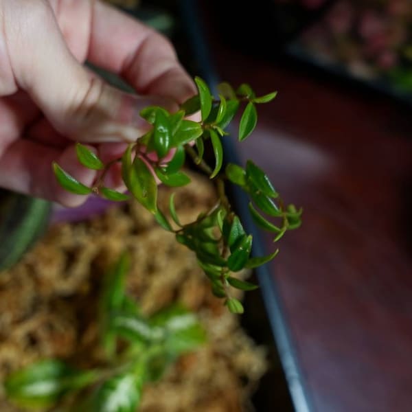 Columnea Gloriosa [cutting] - Etsy
