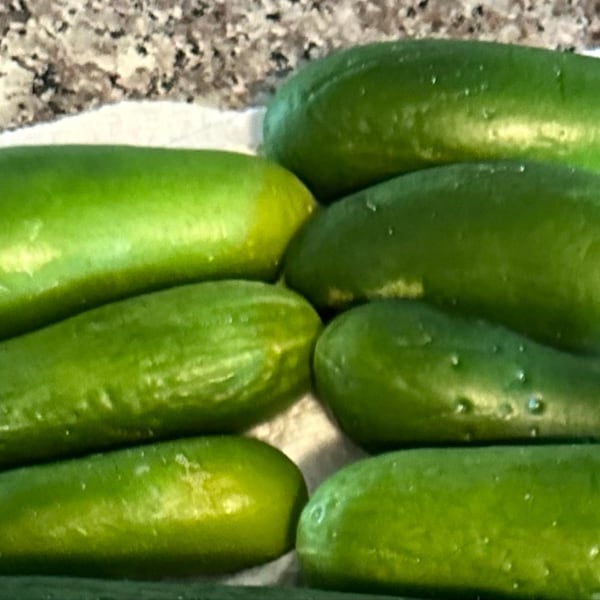 Dame's Rocket - Violet - Premium Flower Seeds - Beautiful ! Grown ...