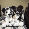 Aussie Puppies Crochet Pattern, Australian Shepherd, Black Tri, Red Tri ...