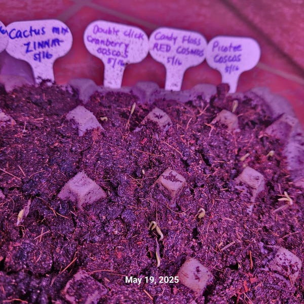 Apricot Vinca Seeds, Periwinkle, Pacifica Series, Catharanthus Roseus ...