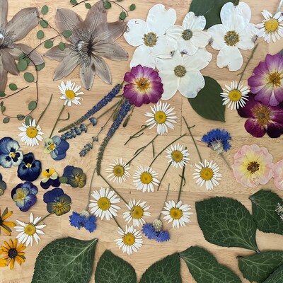 60 Pc Pressed Flowers Anemone Buttercup Periwinkle Daffodil Lenten Rose ...