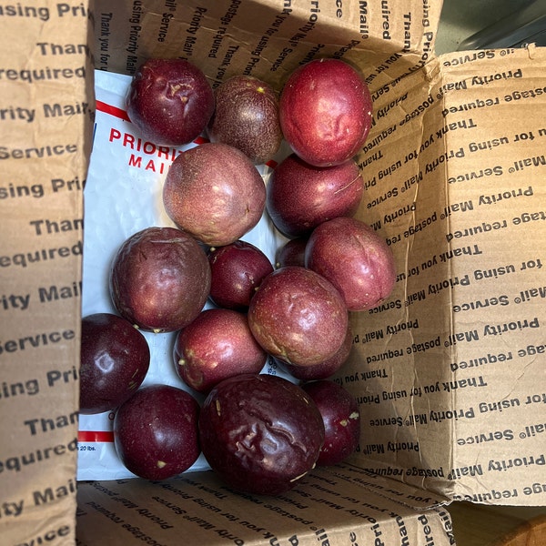 Coca Cola Town Square Collection Cooper Farms Christmas Trees 5 1/2" - Etsy