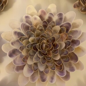 30 Portuguese Crab Claws Legs Sea Shells Big Size for Craft Making ...