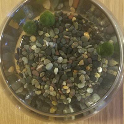 Natural Pebbles Terrarium Supplies for Indoor Plant Succulent Plant Air ...