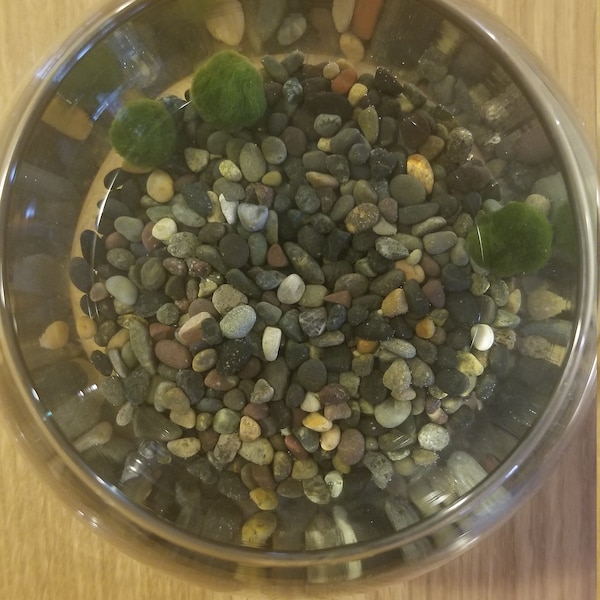 Natural Pebbles Terrarium Supplies for Indoor Plant Succulent Plant Air ...