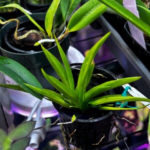 Orchid Cattleya Brassocattleya Bc. Yellow Bird Live Plant - Etsy