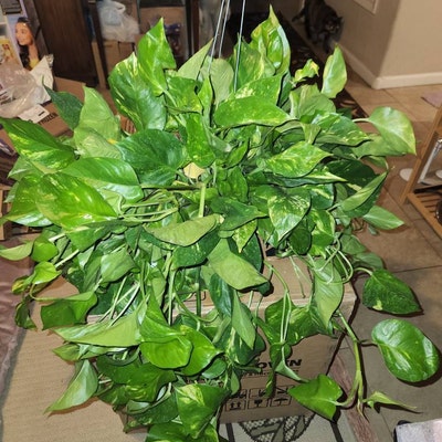 XXL 2 Ft Long Trails golden Pothos in 6 Inch Growers Pot Epipremnum ...