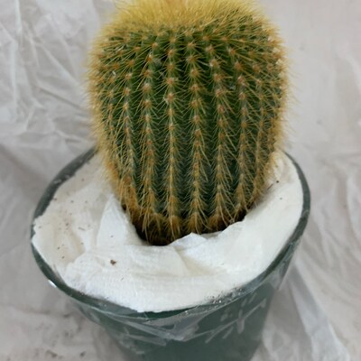 2, 4 Pot of Yellow Tower Lemon Ball Parodia Leninghausii Cactus - Etsy