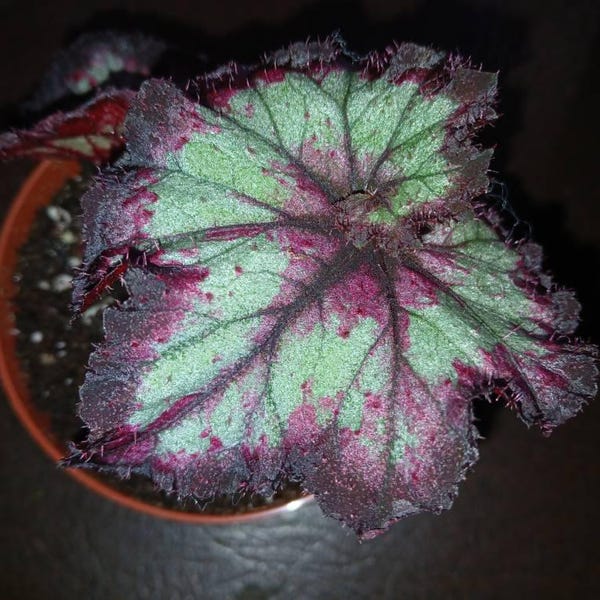Live House Plant Bloom Fuchsia African Violet Harmony’s ‘vat Real Life ...
