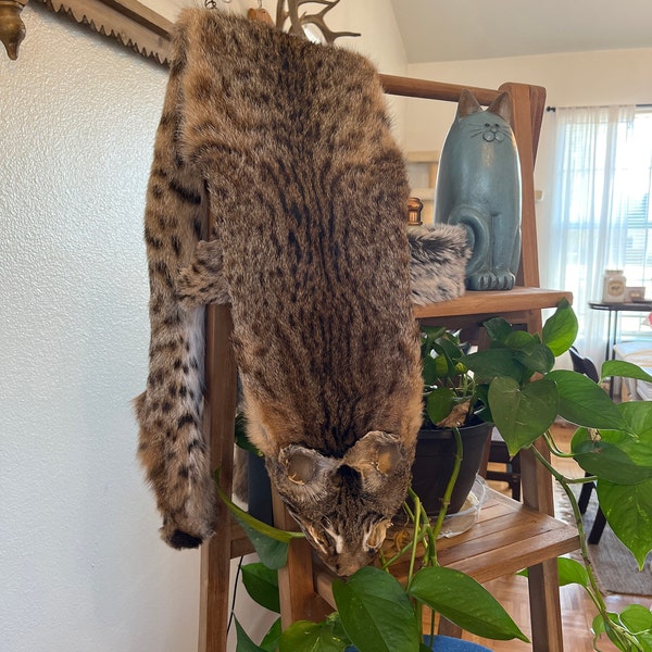 BOBCAT ULTRA SPOTTED Pelt Fresh Tanned Thick Heavy Pelt Fur Hide Log ...