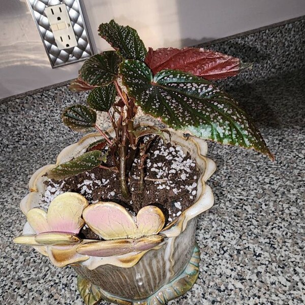 Monstera Adasoni Plant - Etsy