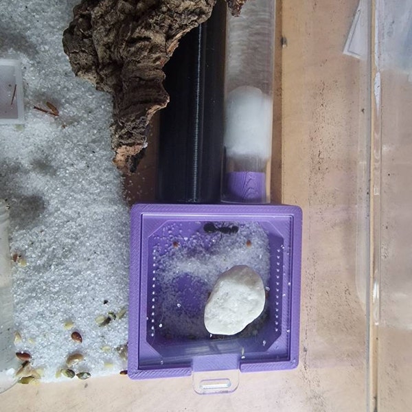 The Queen Drawer V2 - Store Your Ants Neatly! - Etsy