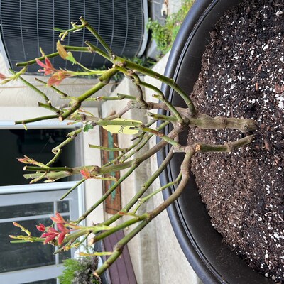 French Cut Rose Pink Strong Fragrant Rose Live Plant, 1 Gallon - Etsy