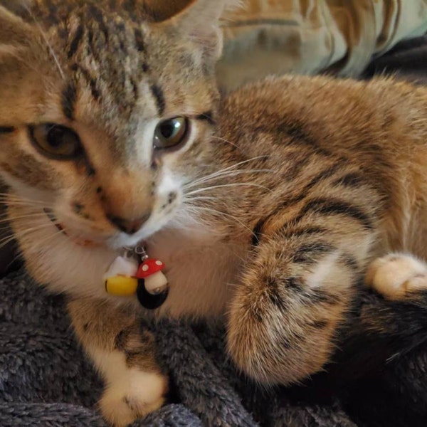 Collar Charms - Food Charms - Snacks - Extra Charms for Cat Collars ...