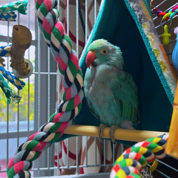 Handcrafted Cozy Bird Tent With Perch, Anti Pill Fleece for Any Size ...