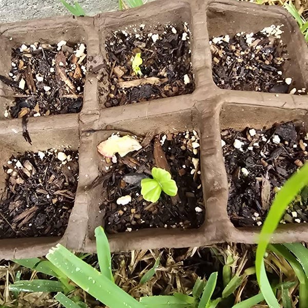 Shiny Blueberry | 25 Seeds | Vaccinium Myrsinites | Organic & Non-gmo ...