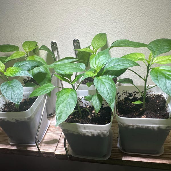 Thai Bird’s Eye Chili Seeds | Prik Kee Noo | Asian Hot Pepper ...