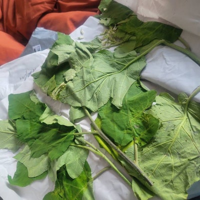 Cundeamor cerasee Spiritual Cleansing Herb Fresh Cutting Bitter Gourd ...