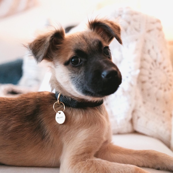 NICO Small: Luxury Hand Stamped Personalized Custom Pet ID Tags for ...