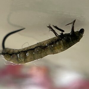 Realistic Mealworm Fly - Etsy