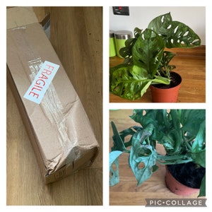 85 100cm Monstera Deliciosa Taurii XL Swiss Cheese Plant 27cm Pot House ...