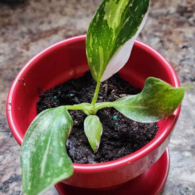 Alocasia tiny Dancer Starter Plant ALL STARTER PLANTS Require You to ...