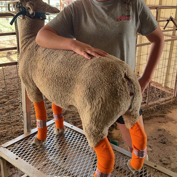 Sheep Leg Wraps, Goat Leg Wraps, Mini Horse Leg Wraps, Serape Cheetah ...