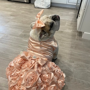 Star Spangled Girl Dog Harness Dress Xxsmall to 4xlarge Dog | Etsy