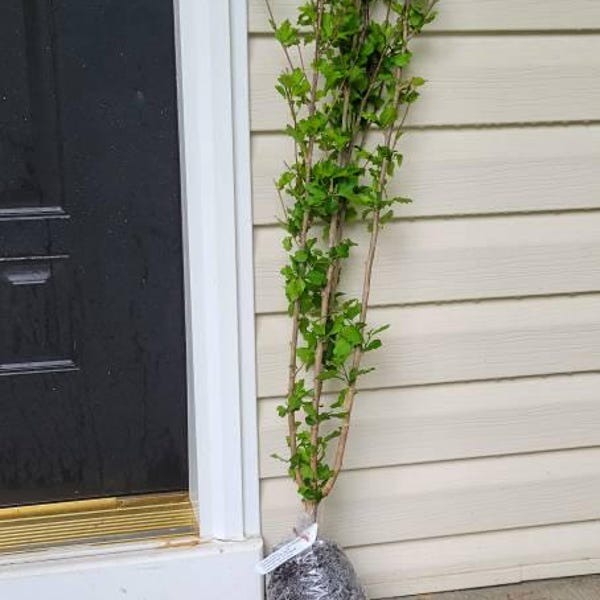 Viburnum Plicatum 'popcorn' Live Plant Perennial Shrub White Snowball ...
