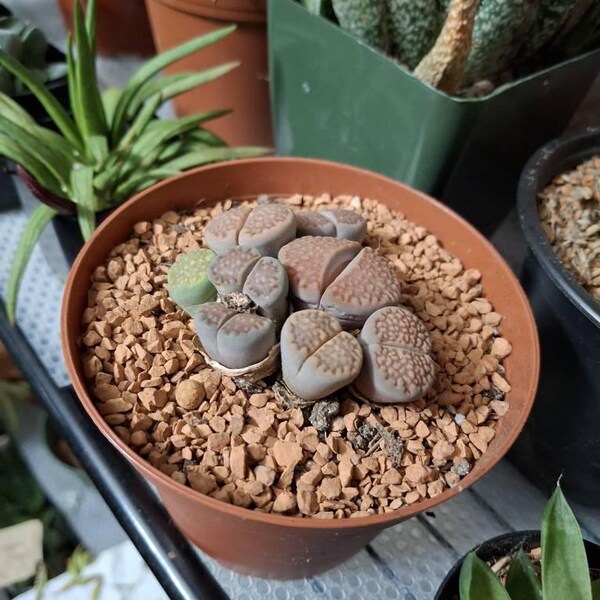 Beautiful, Quirky Lithops! Blooming Mesemb Succulents, Living Stones ...