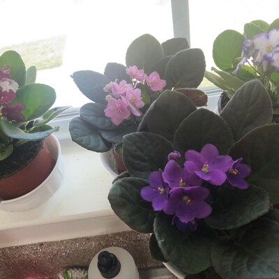 Optimara African Violet Variety Pack 4 Plants 4 Pots - Etsy