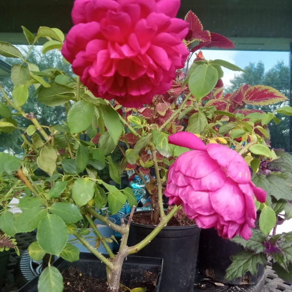 Rose M-perzik US Seller 佩尔朱克 1 Gallon - Etsy