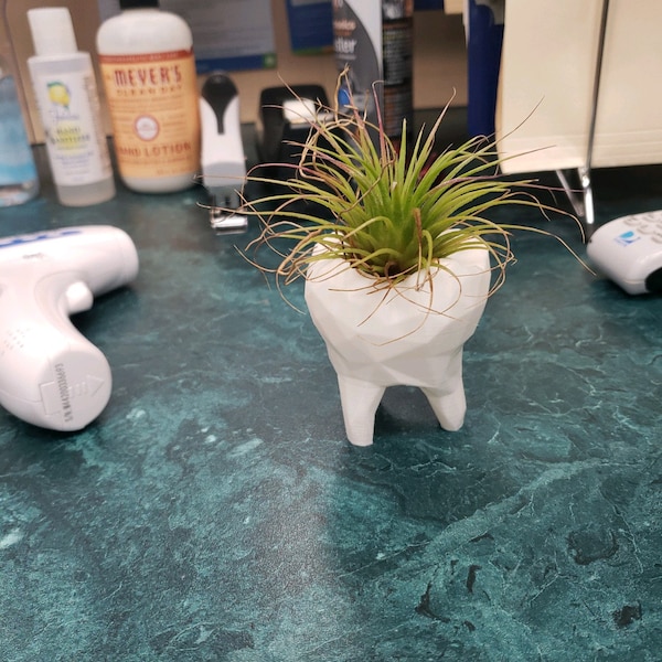 Dentist Tooth Mini Air Plant Display Hygiene Orthodontist Gift Dental ...