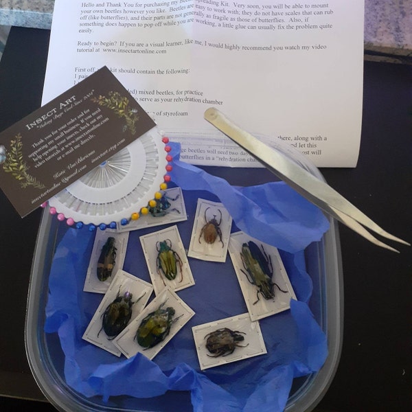 Beetle Mounting Kit for Beginners, With Real Beetles and Tools - Etsy