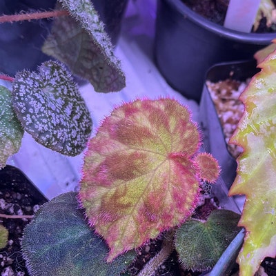 Begonia Baik X Begonia Ocellata Hybrid - Etsy