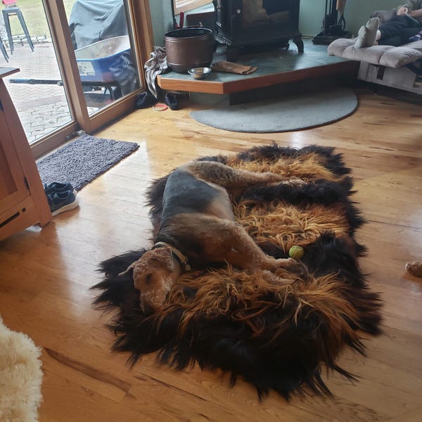 Genuine Natural Icelandic Black Brown Sheepskin Rug, Pelt, Giant ...