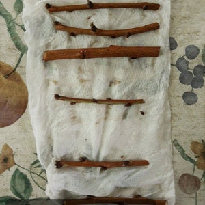 Emerald Pluot Plum X Apricot Hybrid 5 Scion/cuttings - Etsy