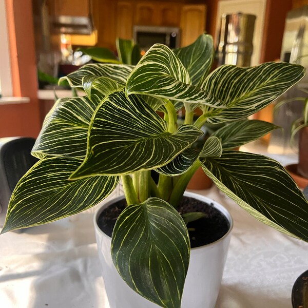 Pothos Champs Elysees Teruno Pothos Epipremnum Japanese Pothos Tropical ...