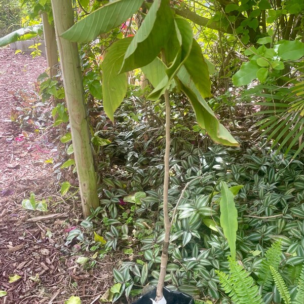 Tall Grafted 'giant Fuyu' Persimmon Tree - Fast Fruit Bearing - Rare ...