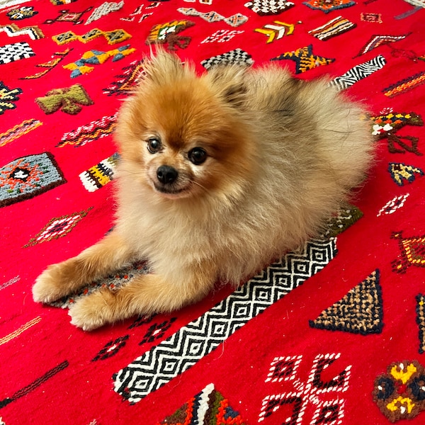 Moroccan Rug Red, Berber Carpet Colors, Nomadic Rugs, Rugs for Living ...