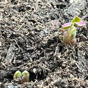 Oca Seed Tubers / Root for Planting Uqa, New Zealand Yam Organic oxalis ...