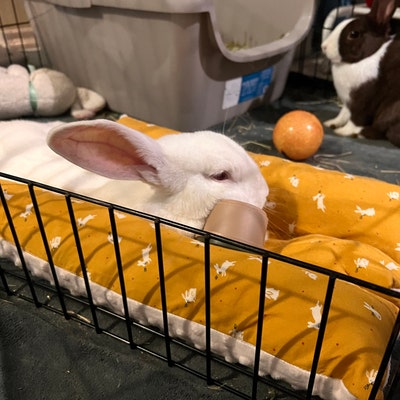 Digital Download Plans for Luxury Bunny Cubby Free Roam Bunnies Cat ...