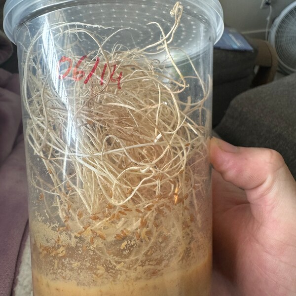 Deluxe Isopod Starter Kit Isopod Terrarium Kit for Isopods With Isopod ...