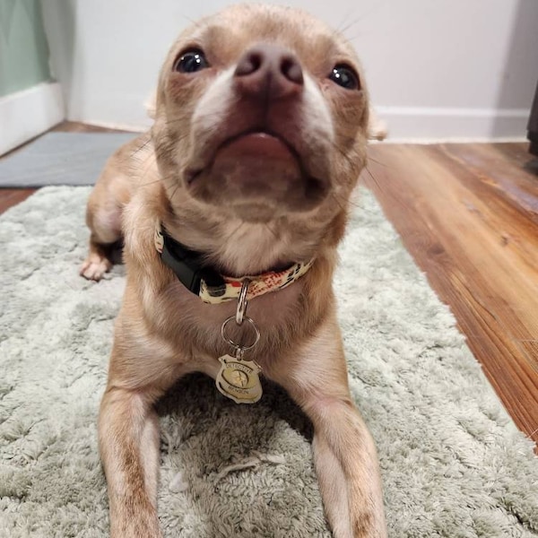 Letter "a" Dog Tag-pet ID Tag-unique Pet Tag-custom Hand Crafted ...