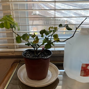 Rare New Rose. Red Juicy Terrazza. 红果汁flower Machine. Continue Blooming ...