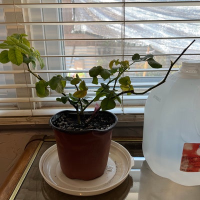 Rare New Rose. Red Juicy Terrazza. 红果汁flower Machine. Continue Blooming ...